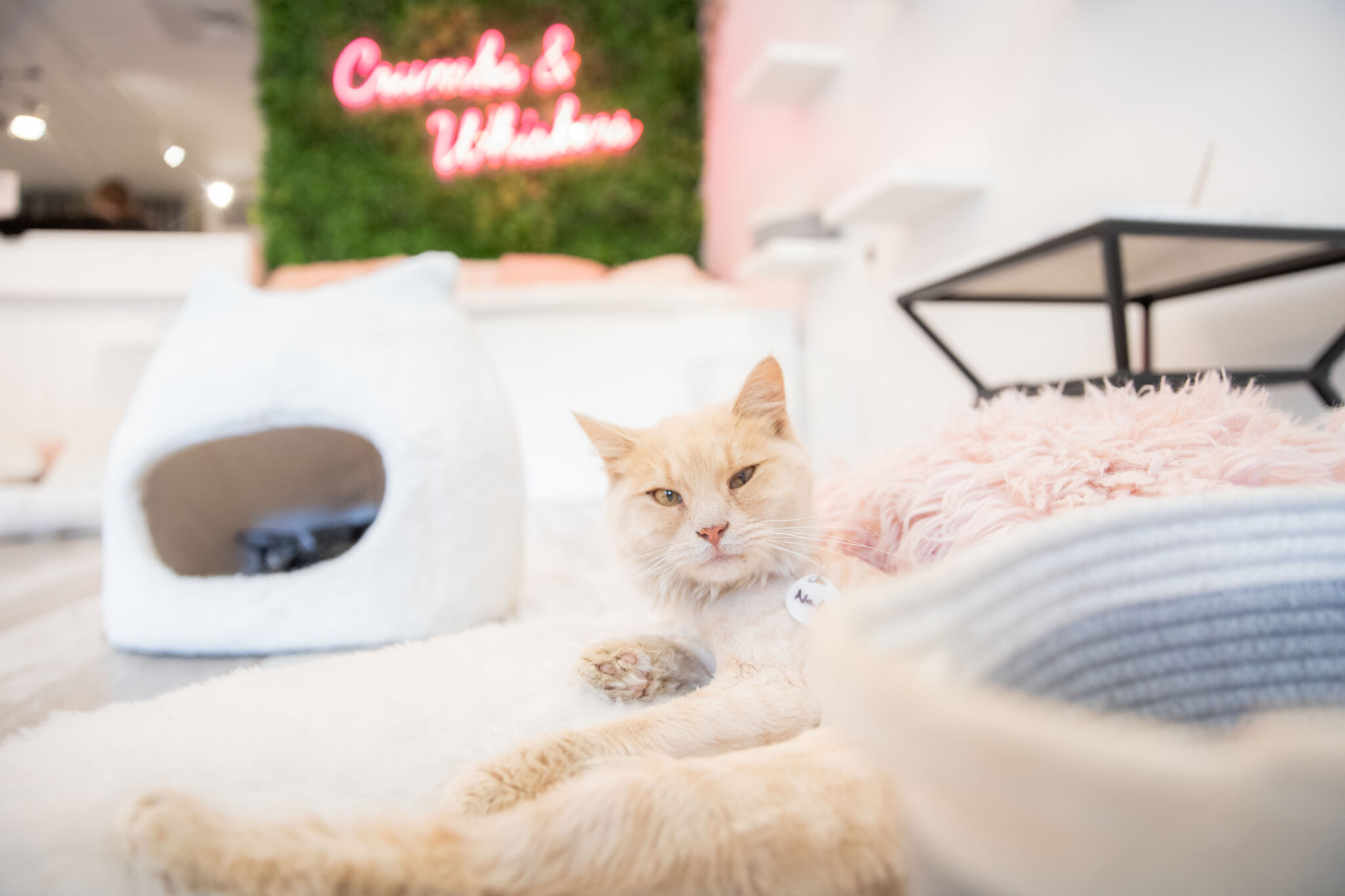 A Cozy Revolution in Cat Cafés - roamingmyplanetcom
