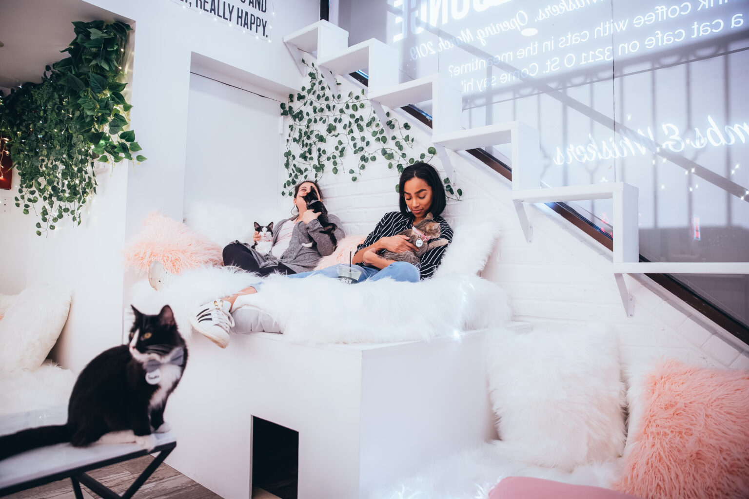 A Cozy Revolution in Cat Cafés - roamingmyplanetcom